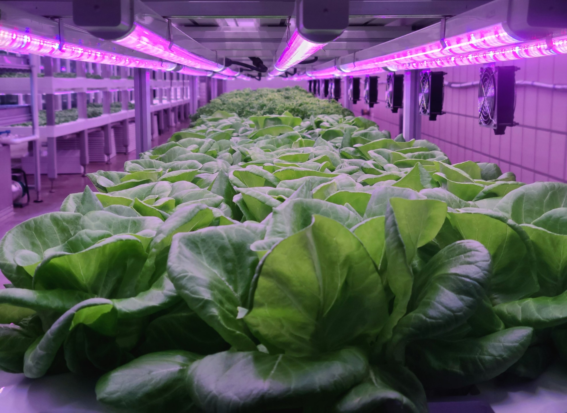 Sustainable Food Production | KTH